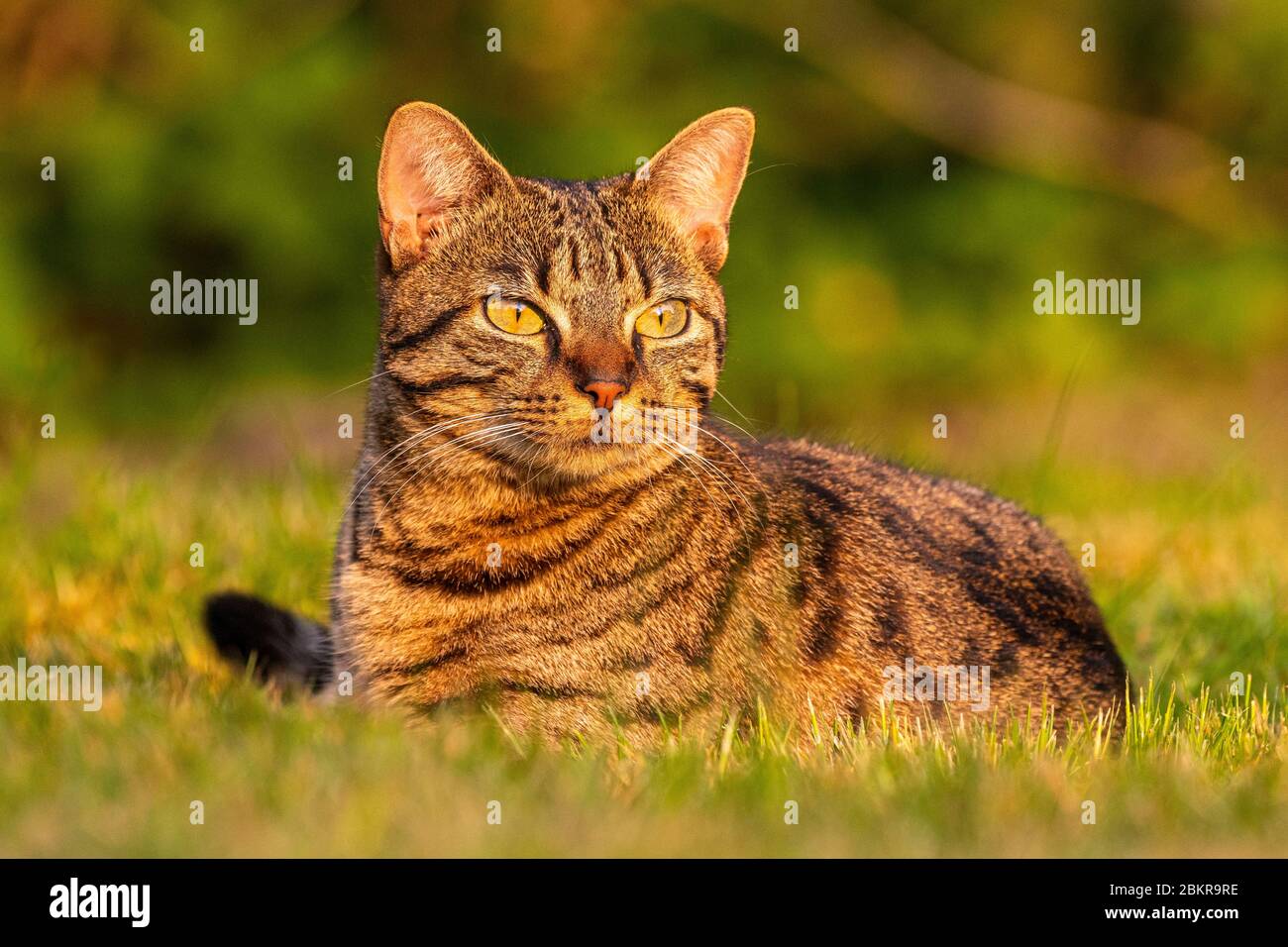 France, Somme (80), Marcheville, Cat (Minette) in the garden Stock ...
