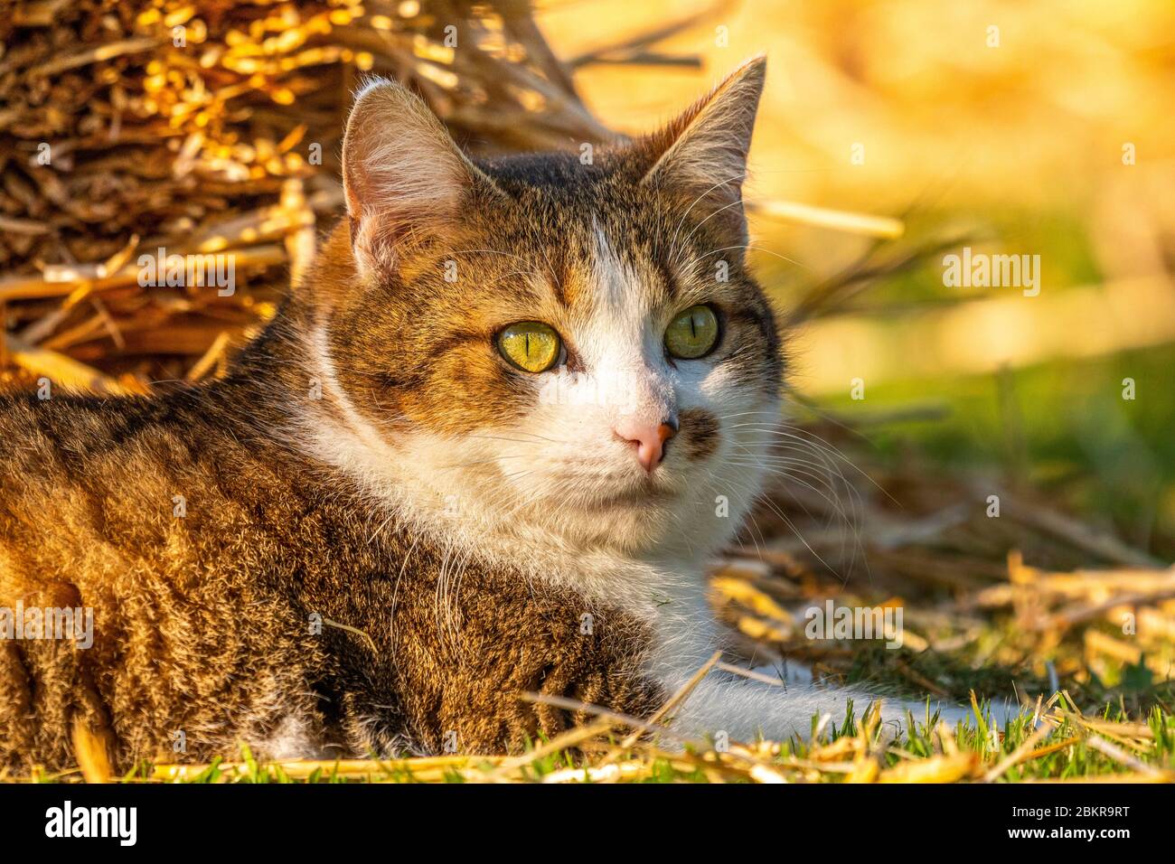 France, Somme (80), Marcheville, Cat (Loulou) in the garden playing ...