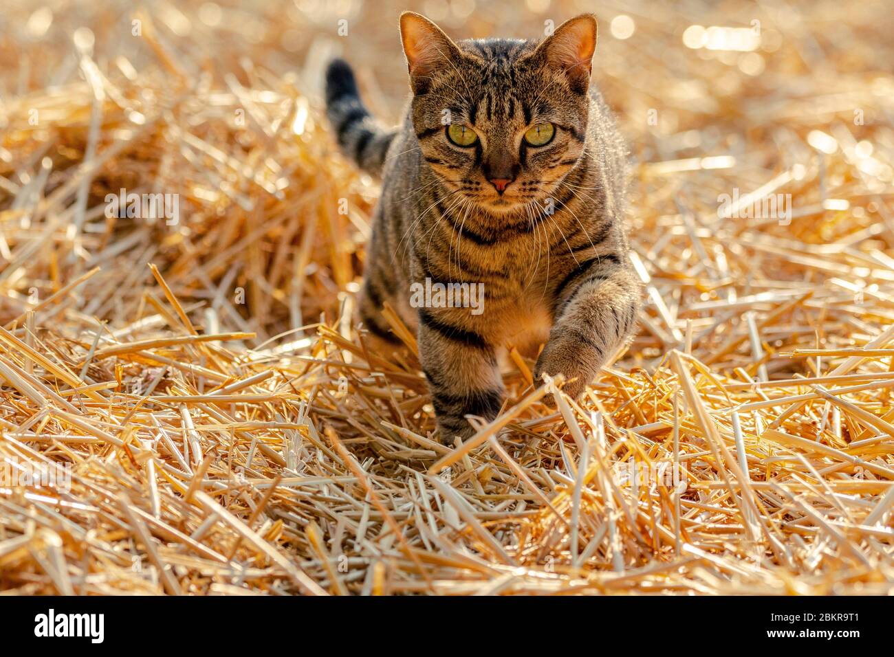 France, Somme (80), Marcheville, Cat (Minette) in the garden playing ...