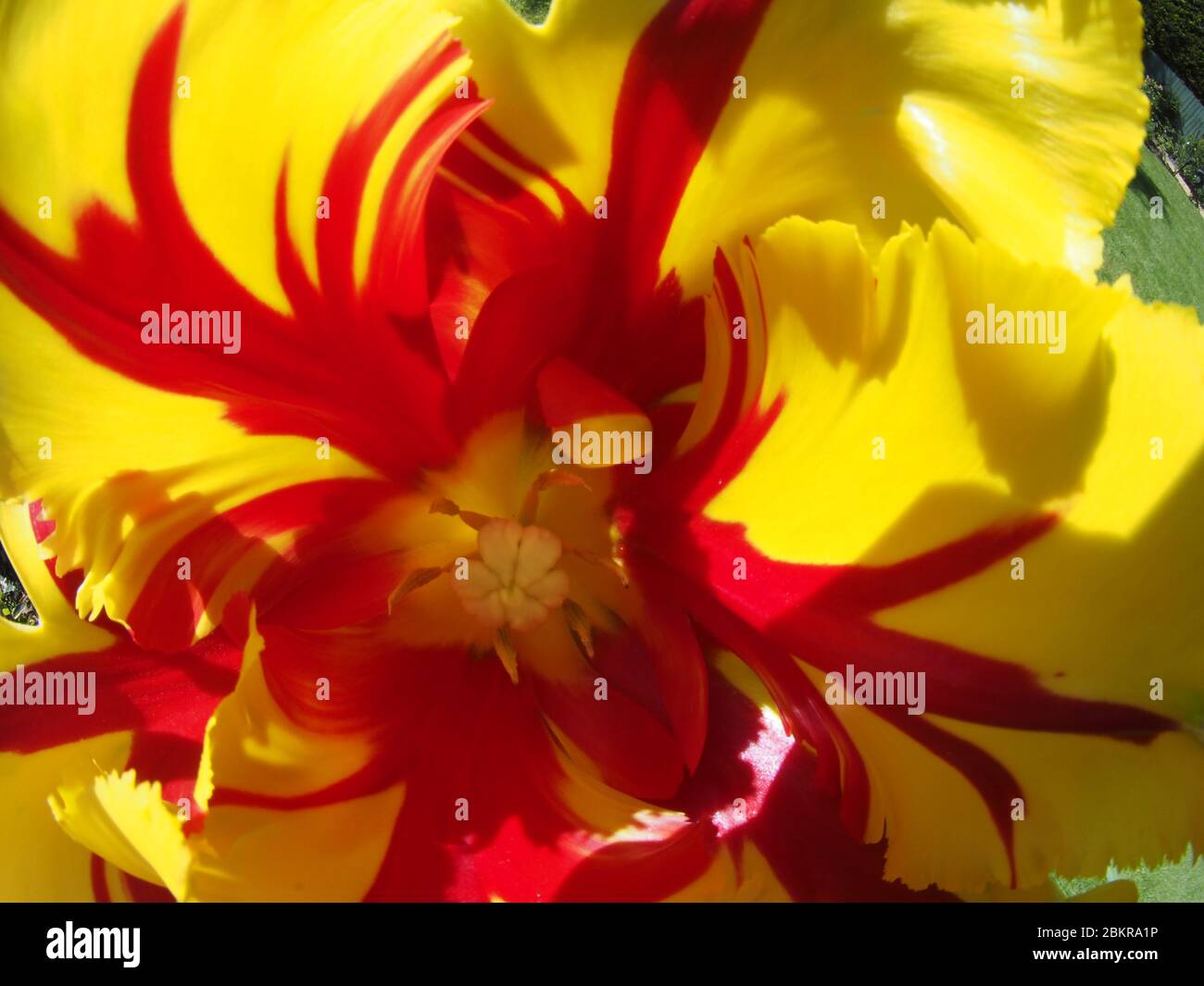 Yellow and red tulip, fisheye view inside the flower Stock Photo - Alamy