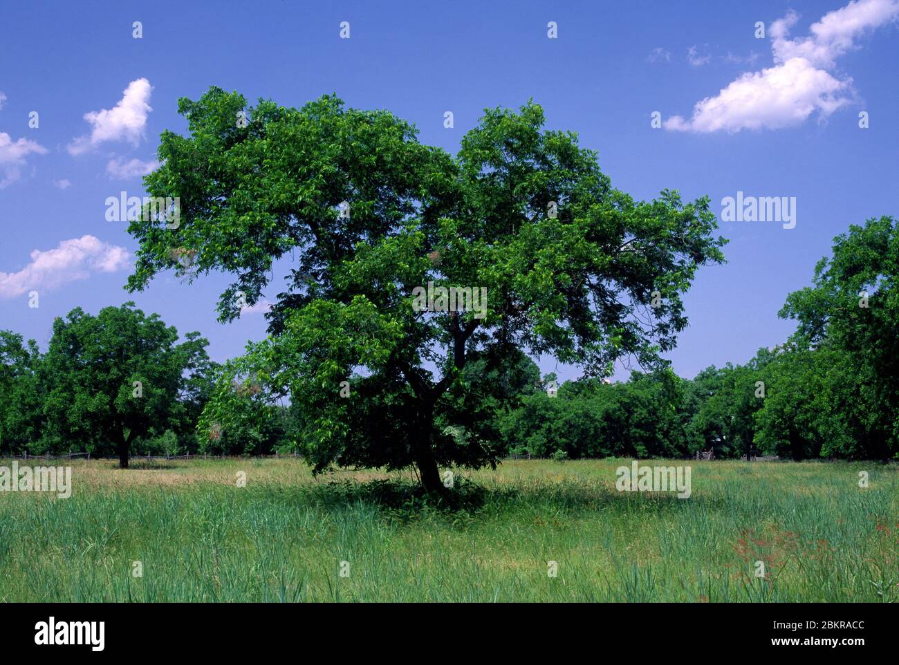 Tree at Johnson Settlement, Lyndon B. Johnson National Historical Park ...