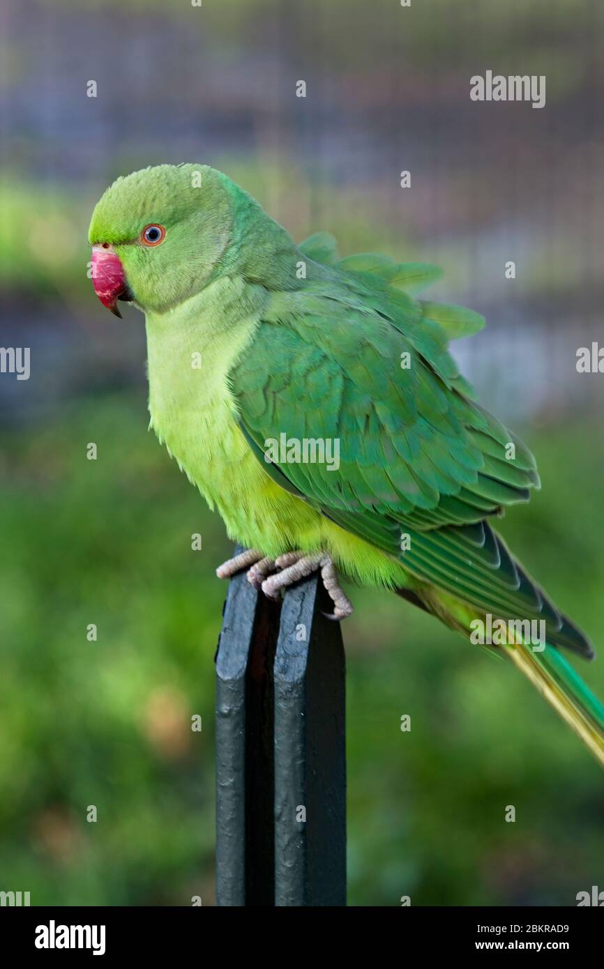 Rose-ringed Parakeet (Psittacula krameri), a feral bird in Kensington ...