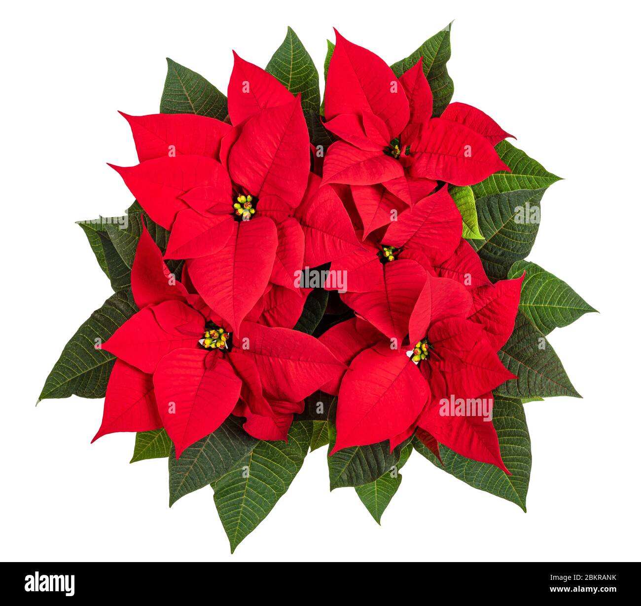 poinsettia flower isolated on white background Stock Photo - Alamy