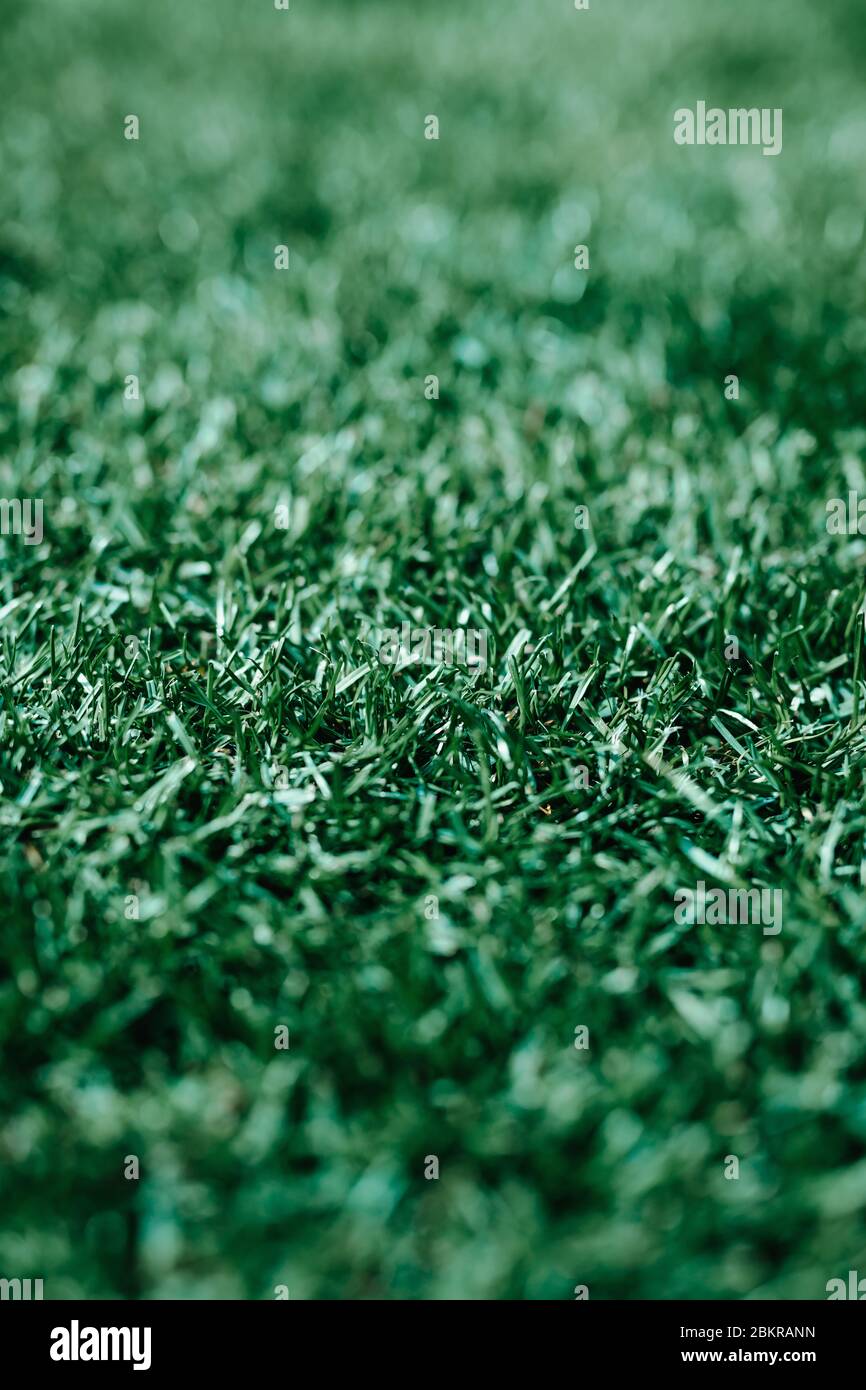 Lush green lawn in a trendy color look, sports turf, soccer turf ...