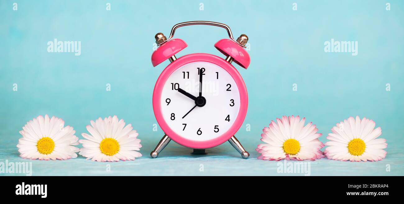 Summer time concept, pink alarm clock and white daisy flowers on blue ...