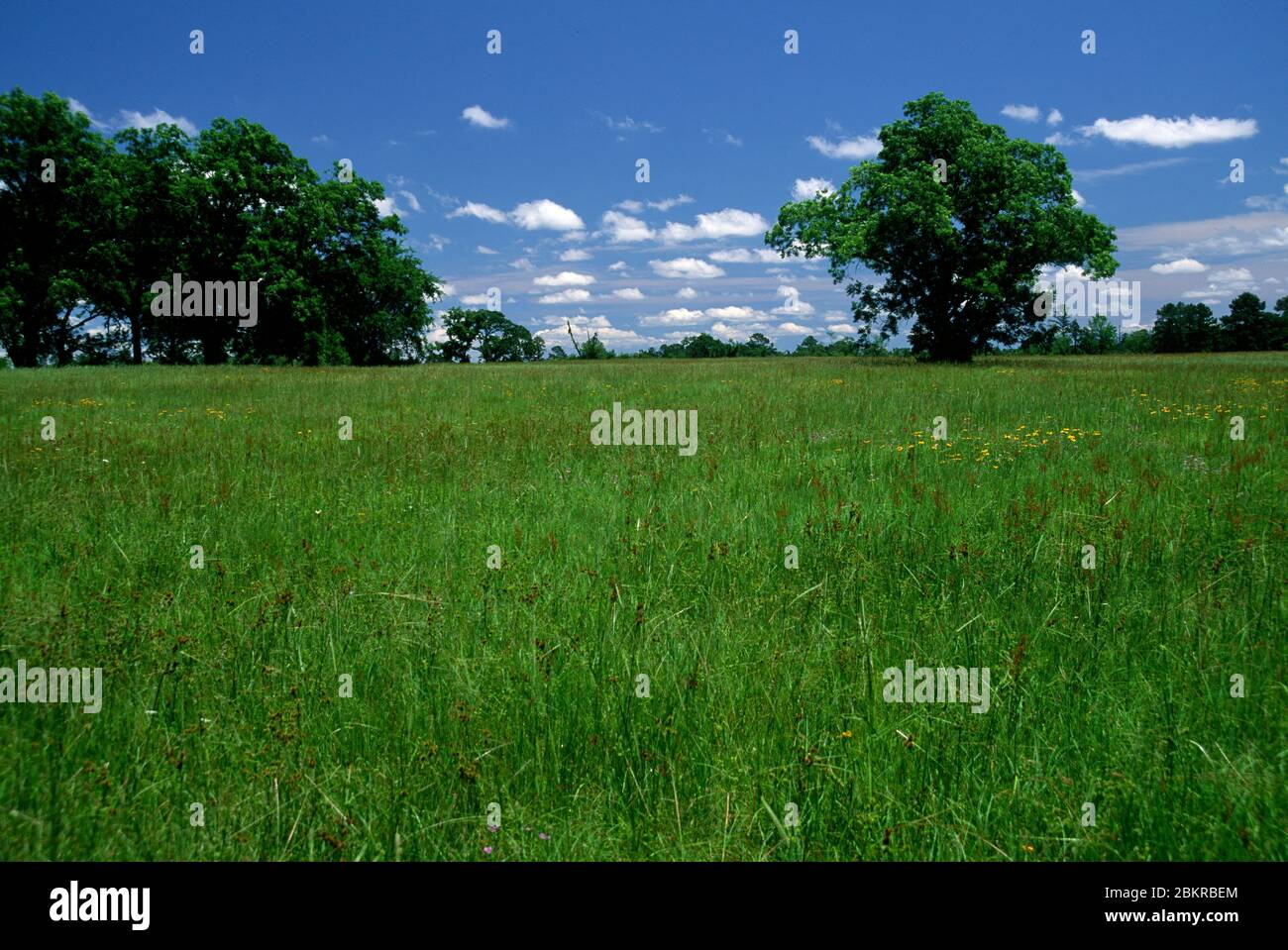 Ranching texas hi-res stock photography and images - Alamy
