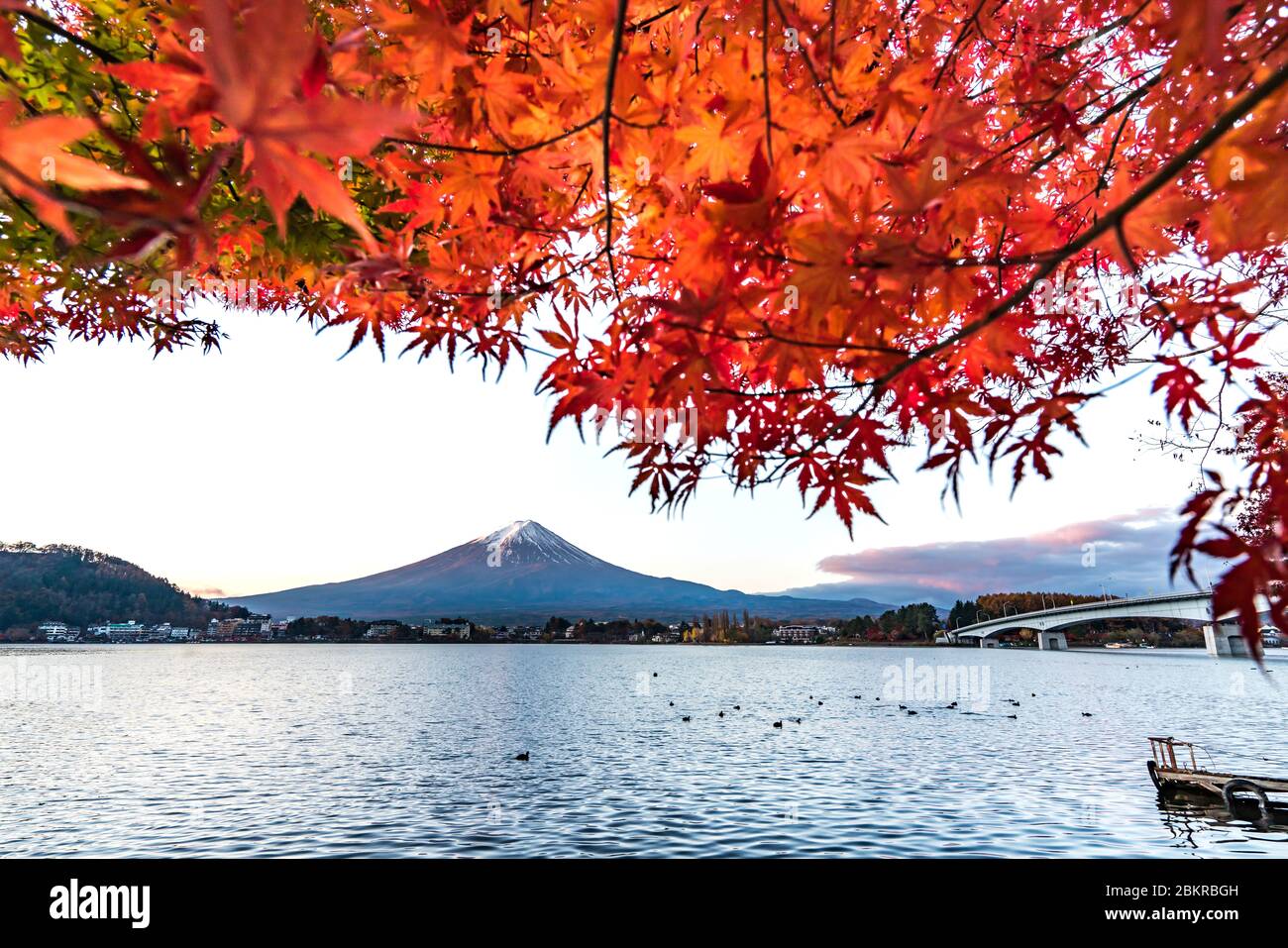 Mount Fuji Autumn Maple Mt Fuji In Autumn Behind The Red Maple Tree