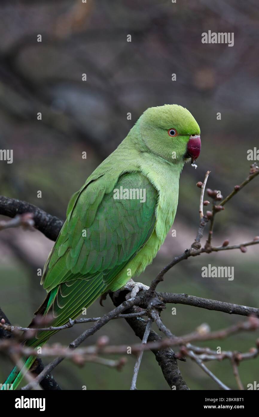 Rose-ringed Parakeet (Psittacula krameri), a feral bird in Kensington ...