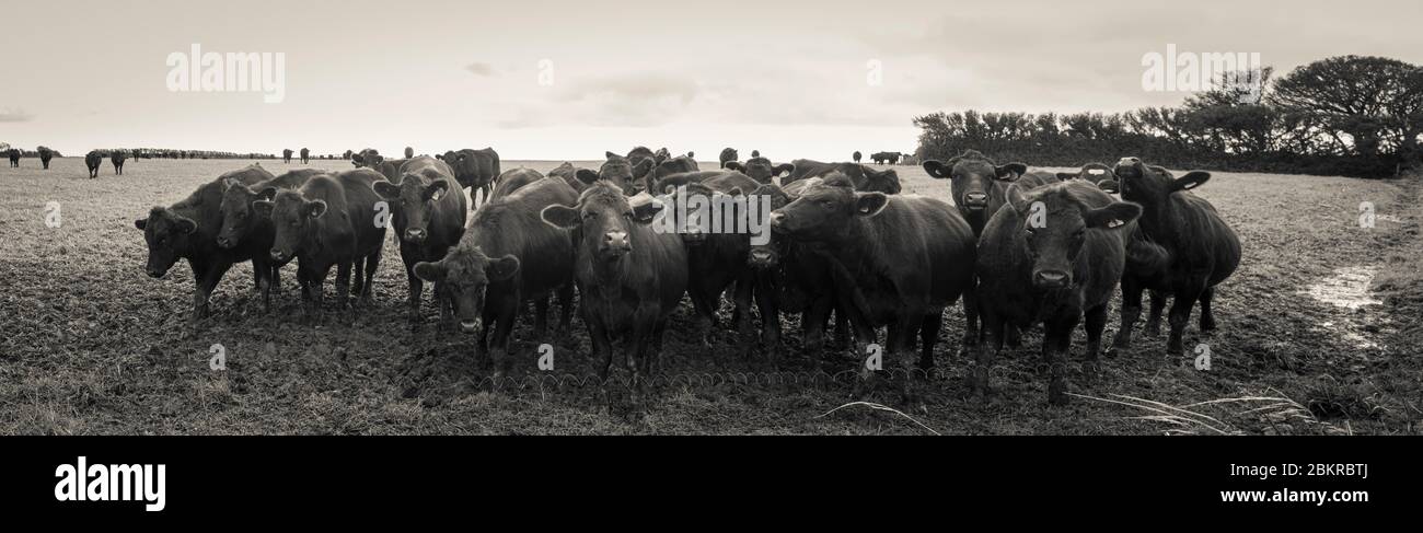Aberdeen Angus cattle on field on farm in Devon Stock Photo - Alamy