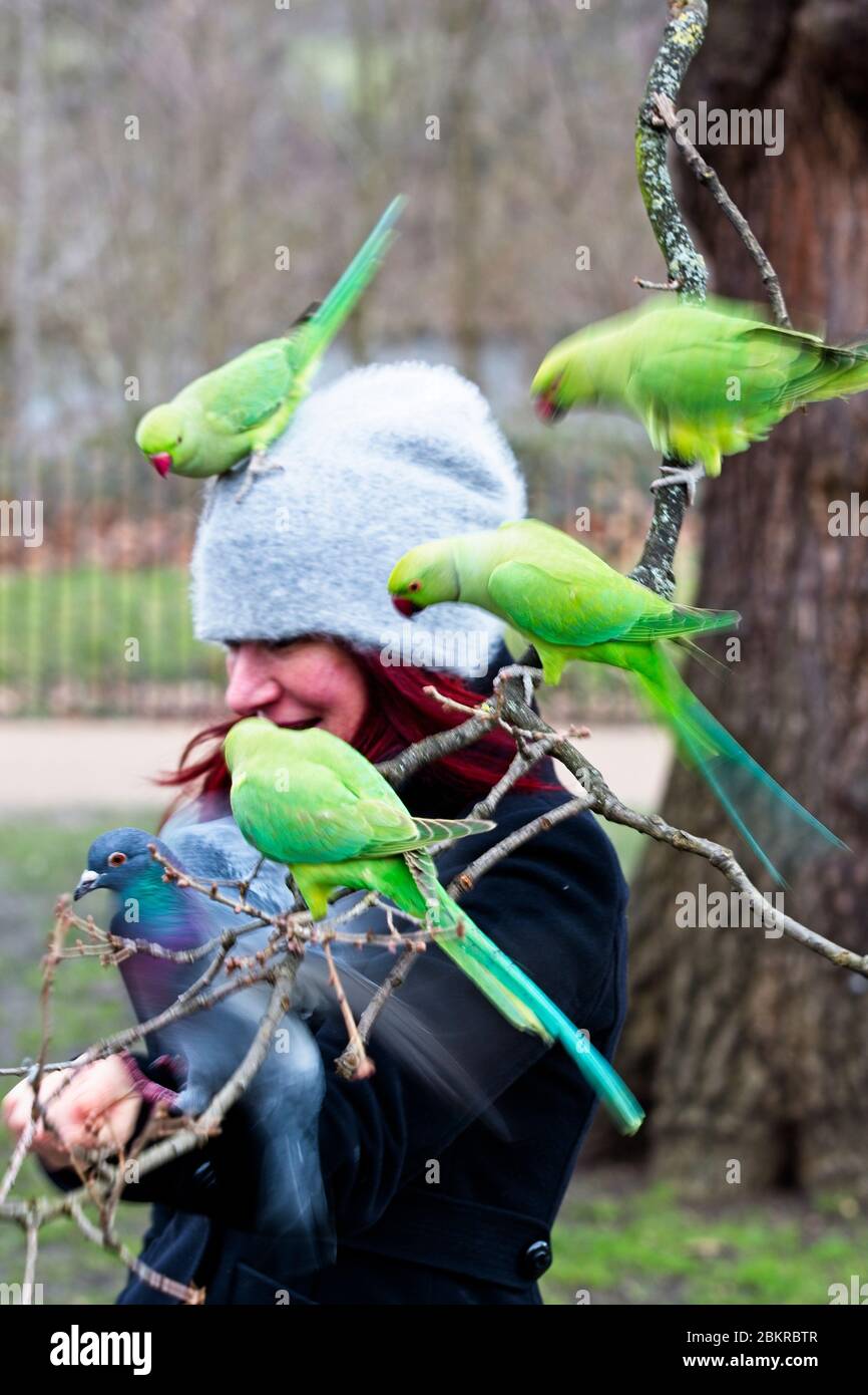 Feeding the Parakeets and Pigeons in Kensington Gardens, London ...