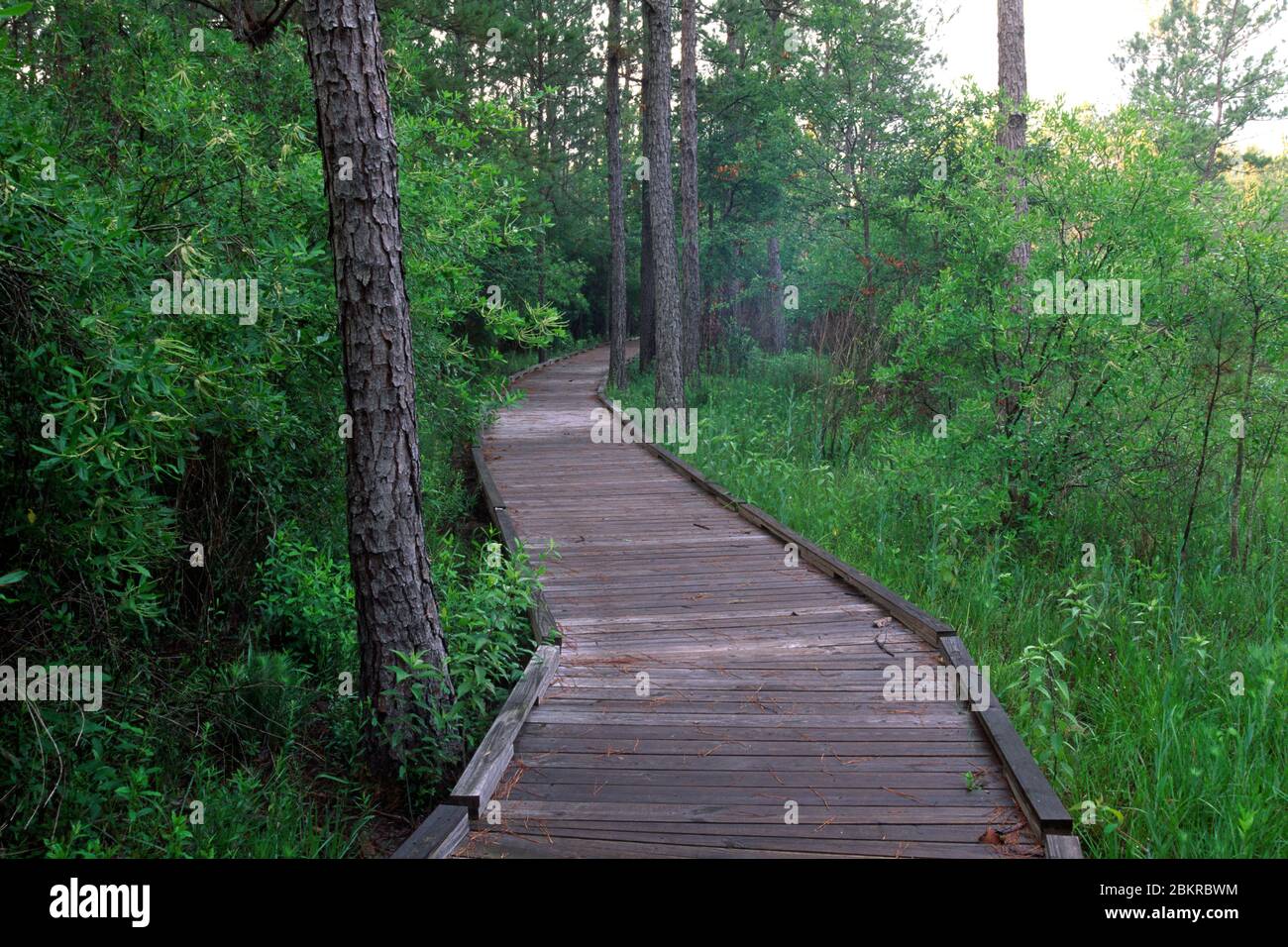 Big thicket national preserve texas hi-res stock photography and images ...