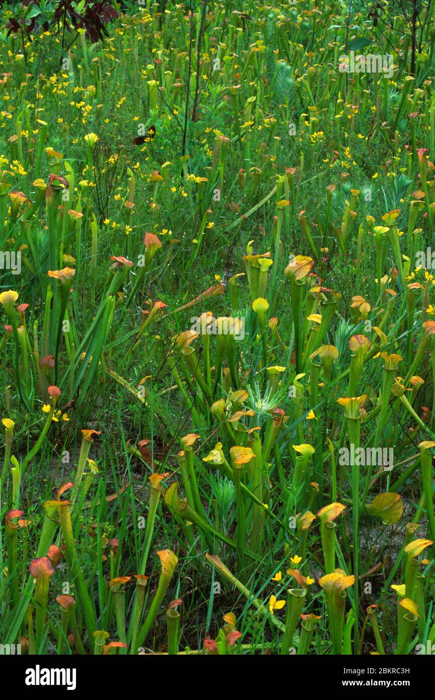 Sundew nature trail hi-res stock photography and images - Alamy