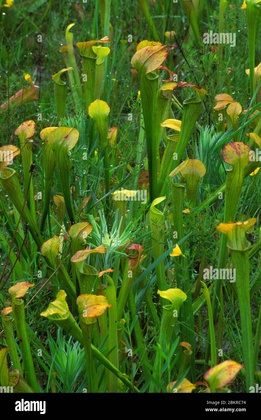 Pitcher plants on Sundew Nature Trail, Big Thicket National Preserve ...