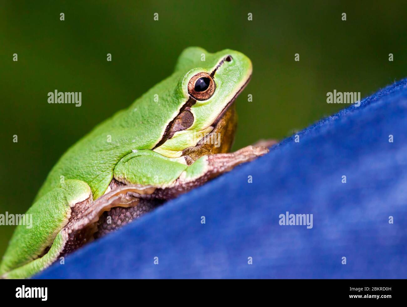 Cute green frog hi-res stock photography and images - Alamy