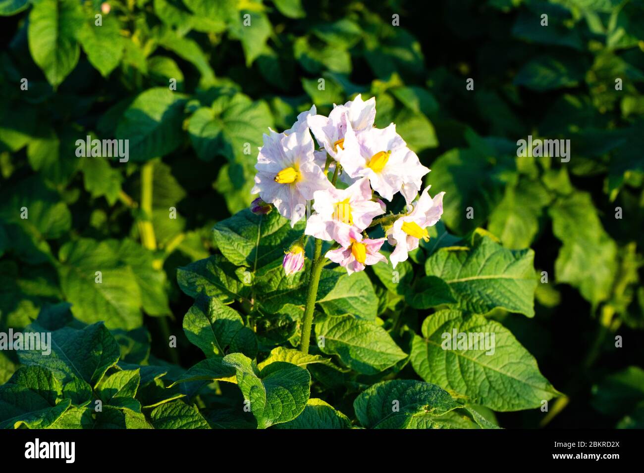 Flowering potato bushes. Potato bush blooming with white flowers Stock ...