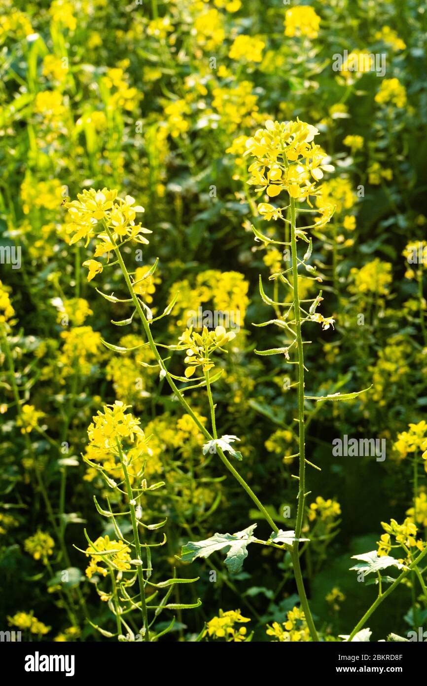 Beauty of nature in mustard field hi-res stock photography and images ...