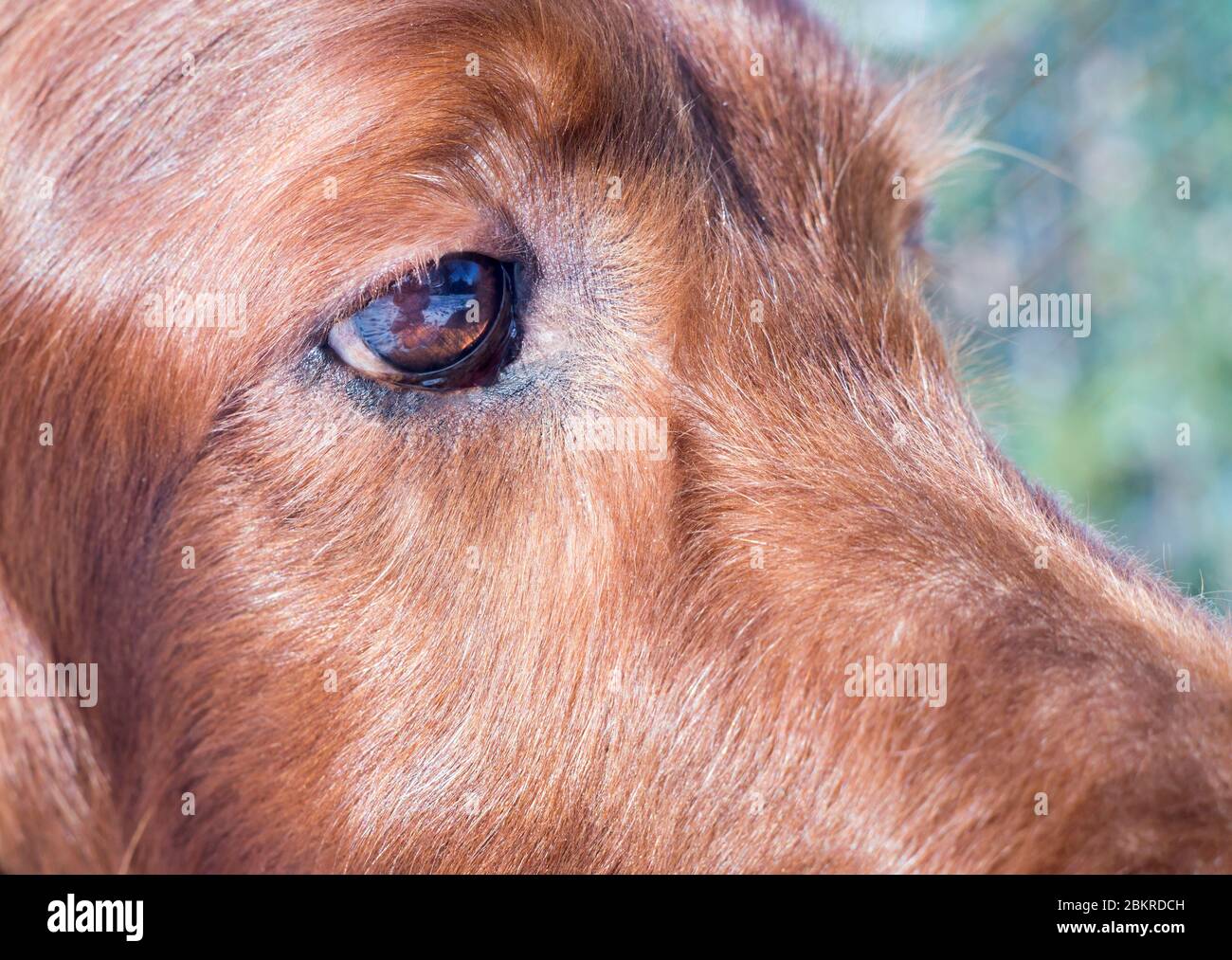 Eye and fur of a cute Irish Setter dog with blank, copy space Stock ...
