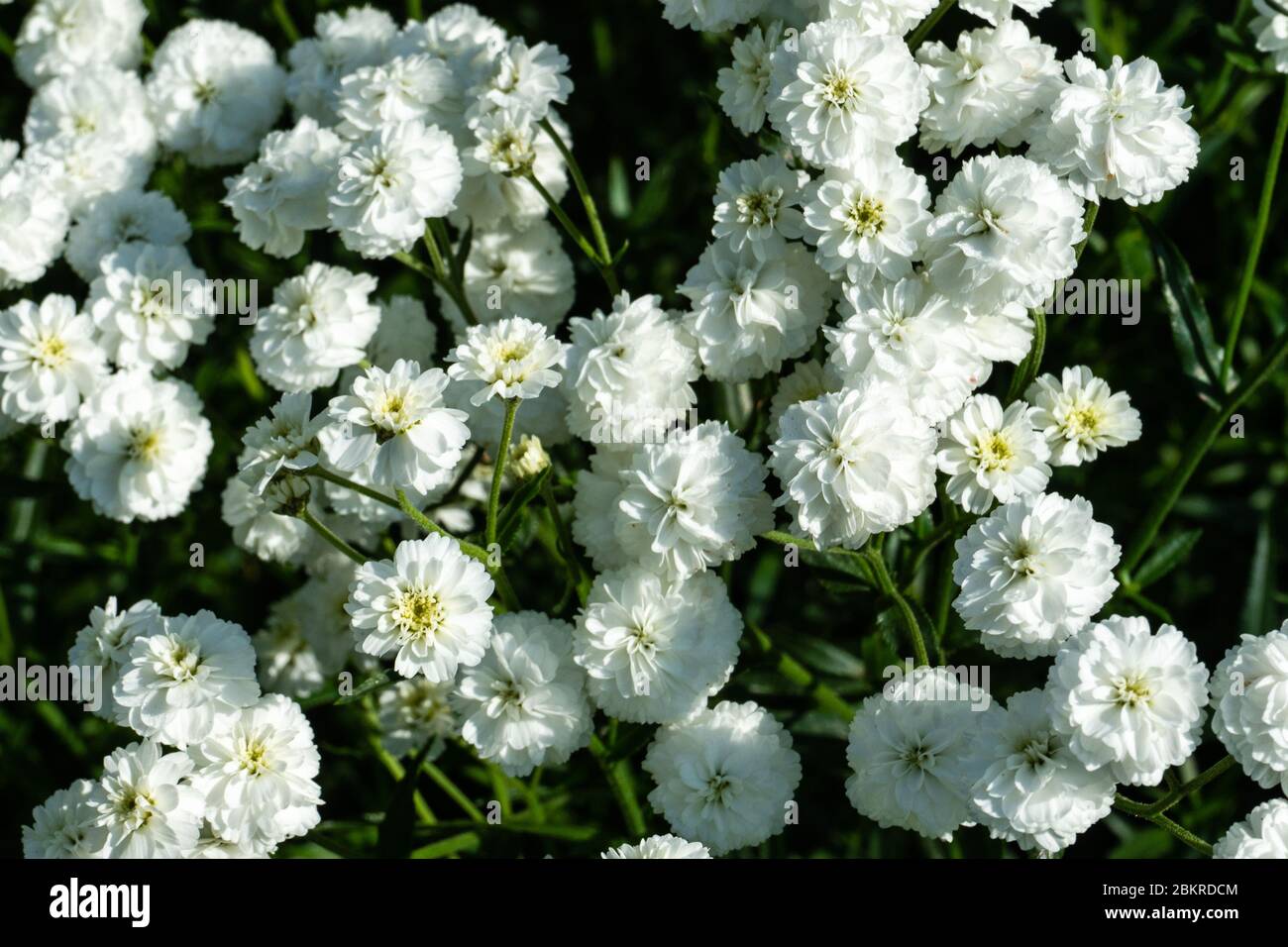 Iberis sempervirens white flowering plant. Spring white Iberis flower ...