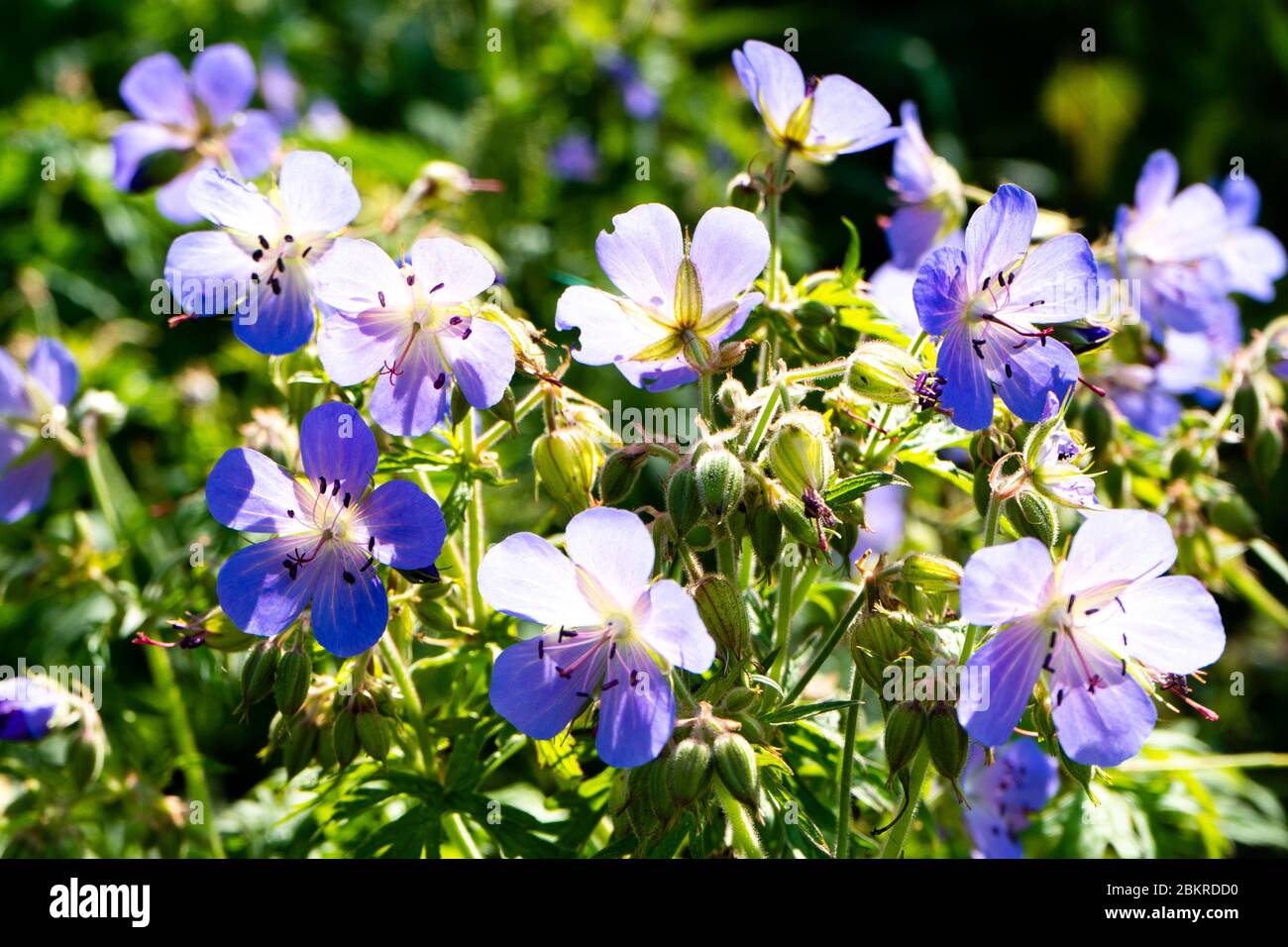 Pocatello hi-res stock photography and images - Alamy