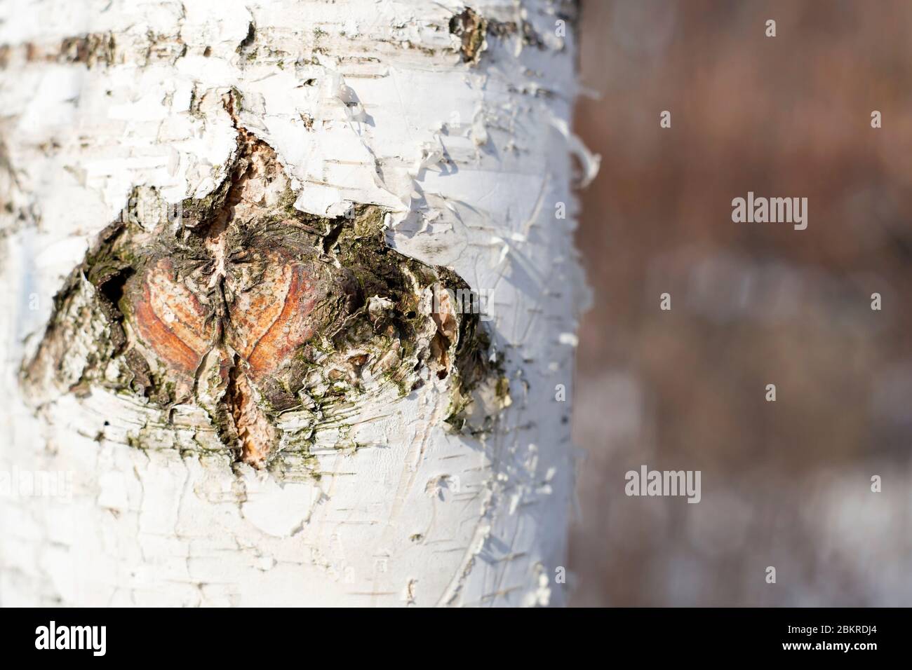 Paper birch tree hi-res stock photography and images - Alamy