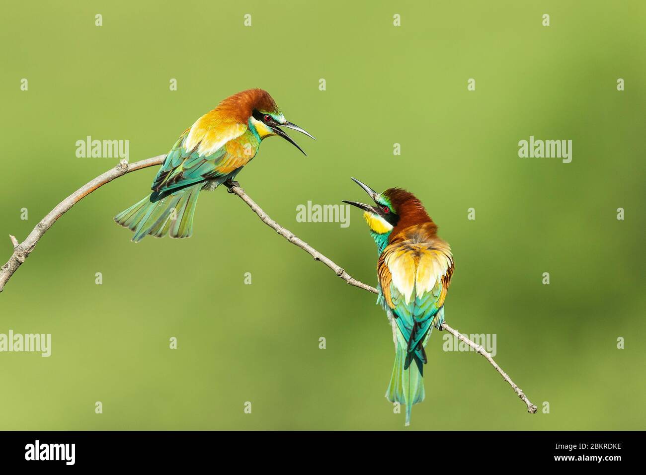 European bee eater hi-res stock photography and images - Alamy