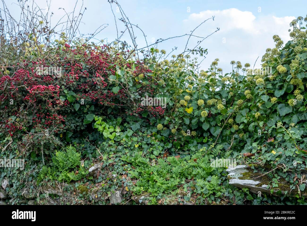 stone wall topped with hawthorn and ivy berries in autumn Stock Photo ...