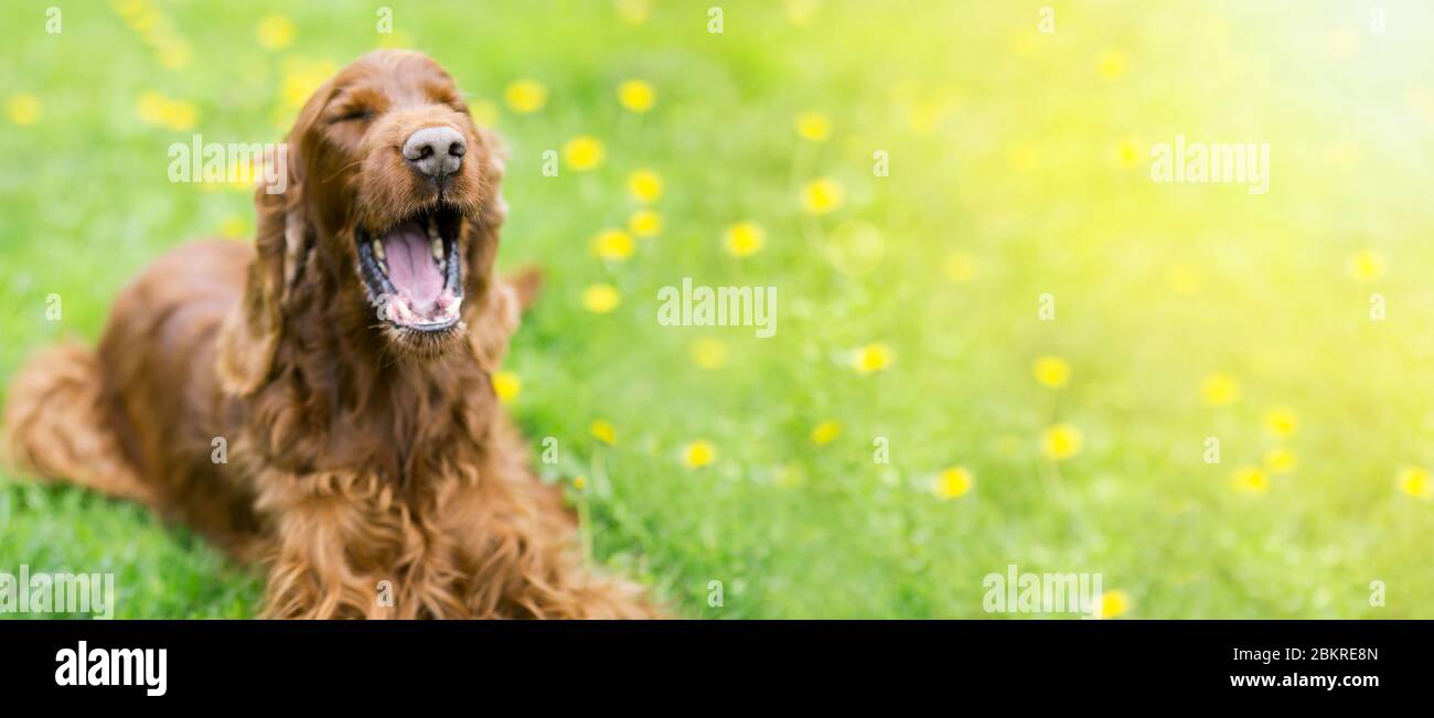 Happy irish setter dog smiling hi-res stock photography and images - Alamy