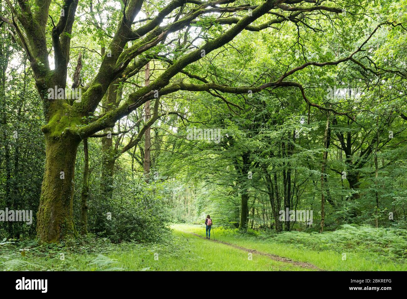France, Ille-et-Vilaine, Paimpont, walker in the Broceliande forest ...