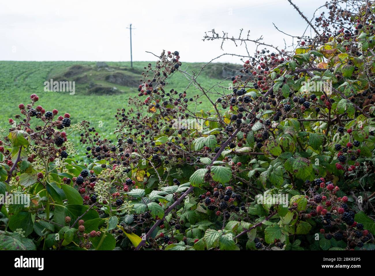 Hedgerow with brambles, ripening blackberries Stock Photo - Alamy