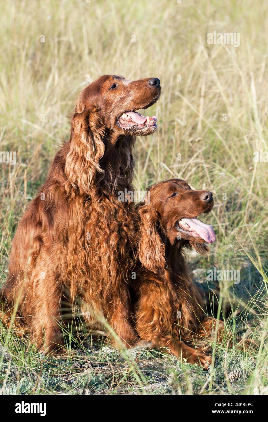 Happy dog love - beautiful Irish Setters looking in the grass ...