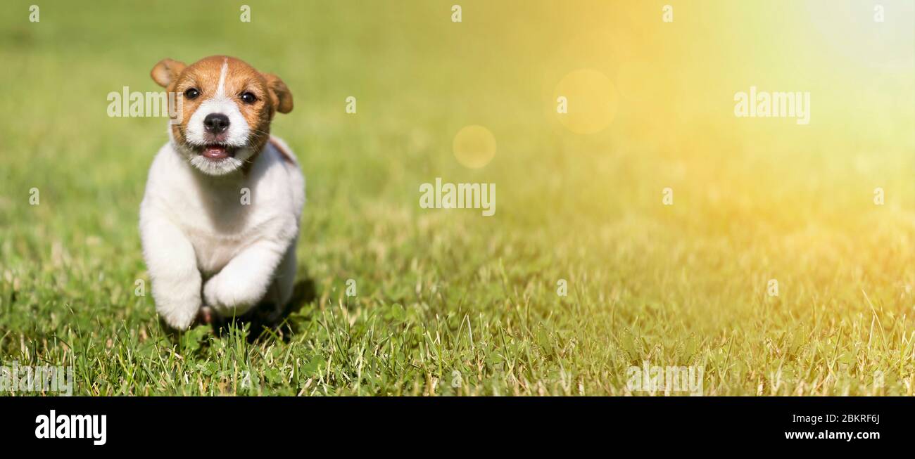 Web banner of a happy Jack Russell Terrier dog puppy as playing Stock ...