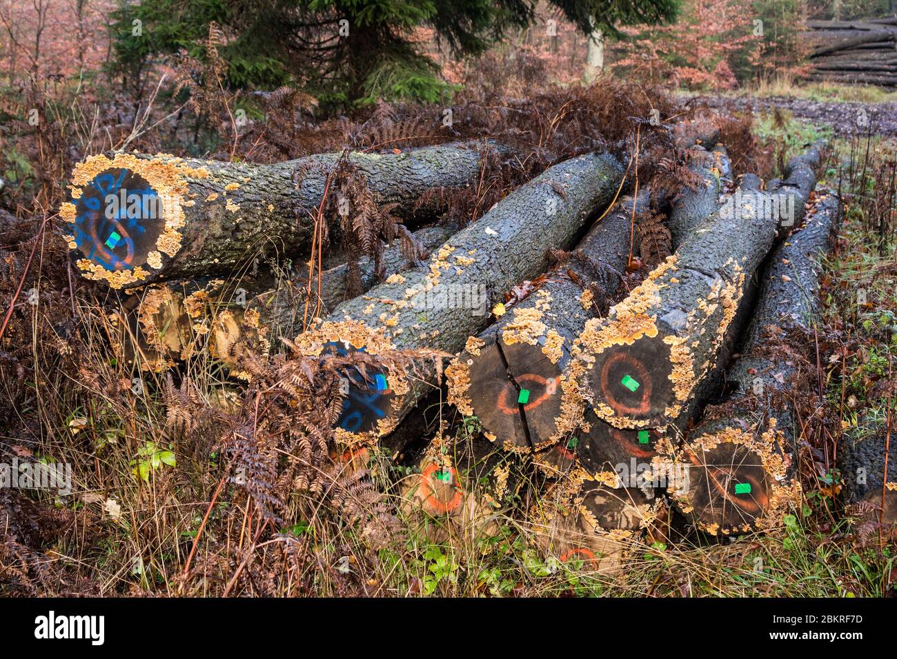 Rotten wood pile fungi hi-res stock photography and images - Alamy