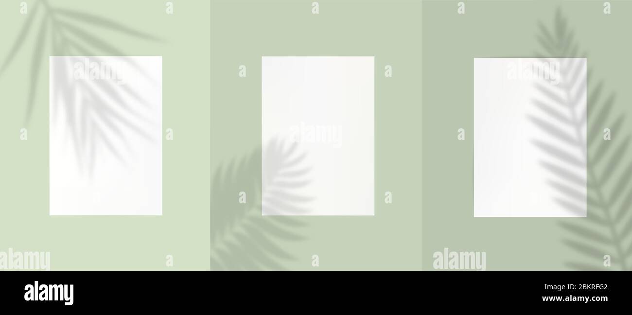 Sheets a4 paper light green background with shadows of tropical leaves ...