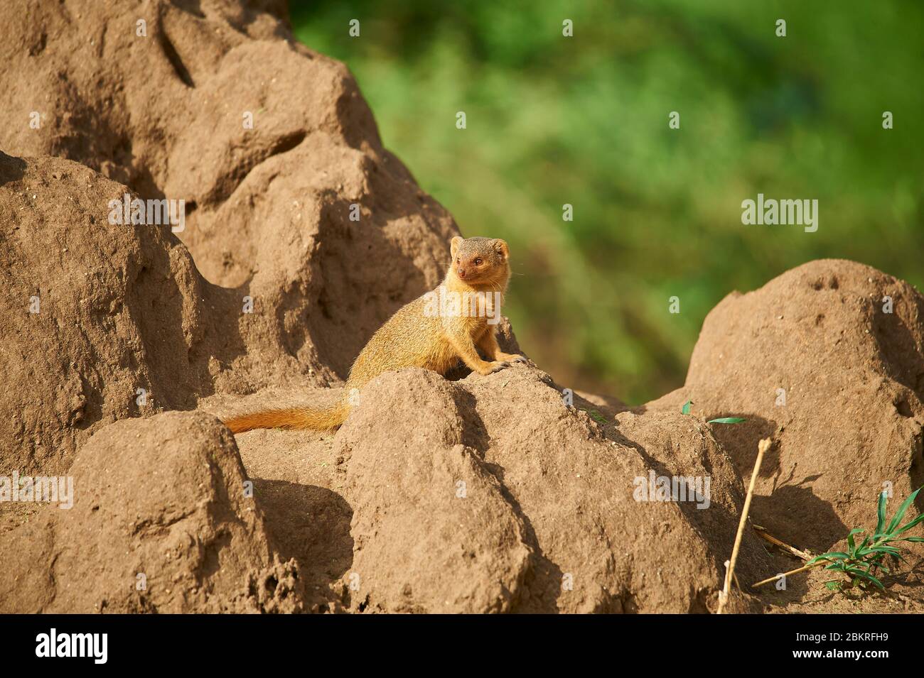 Common Dwarf Mongoose conquering a termite mount Stock Photo - Alamy