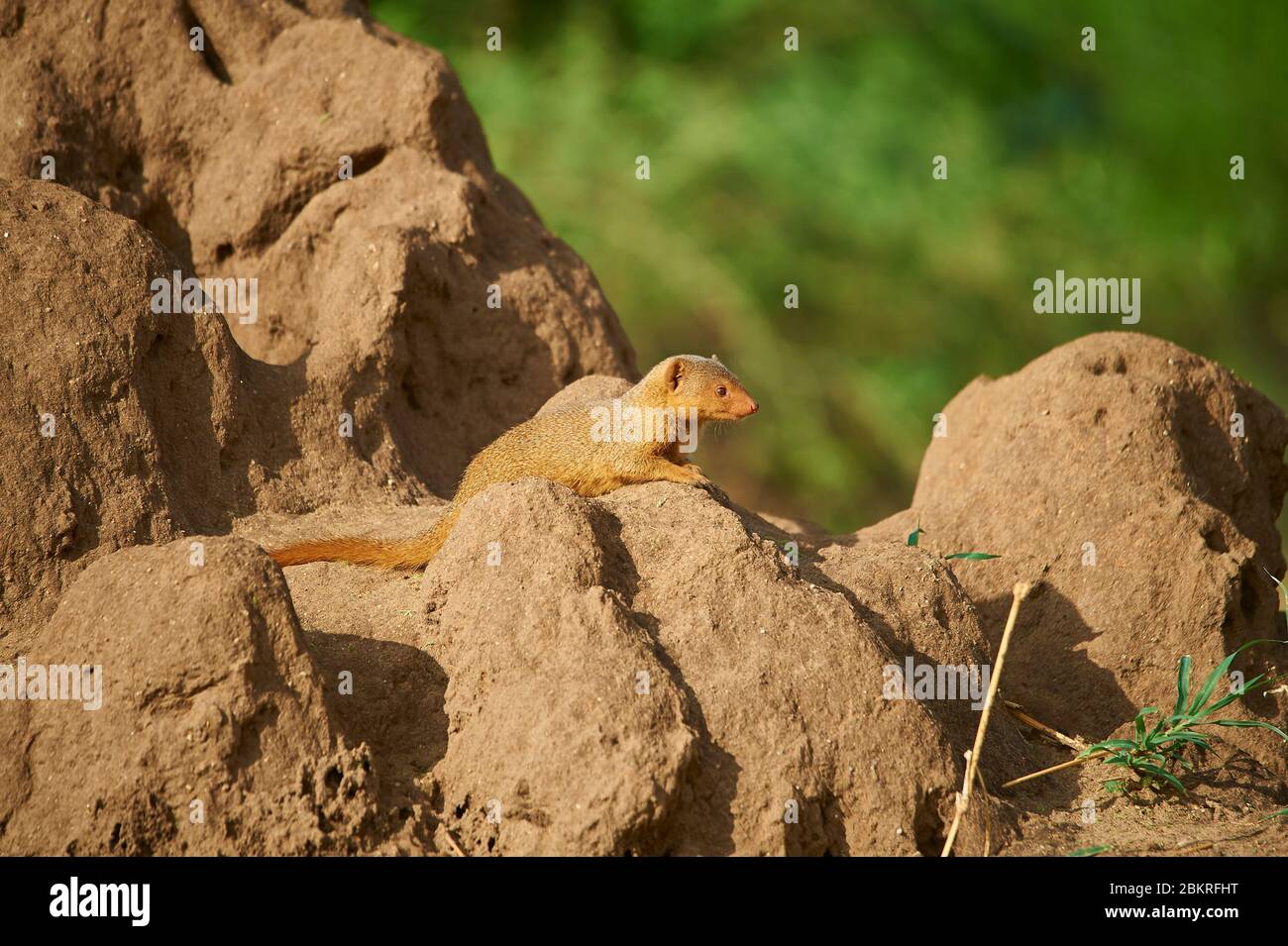 Common Dwarf Mongoose conquering a termite mount Stock Photo - Alamy