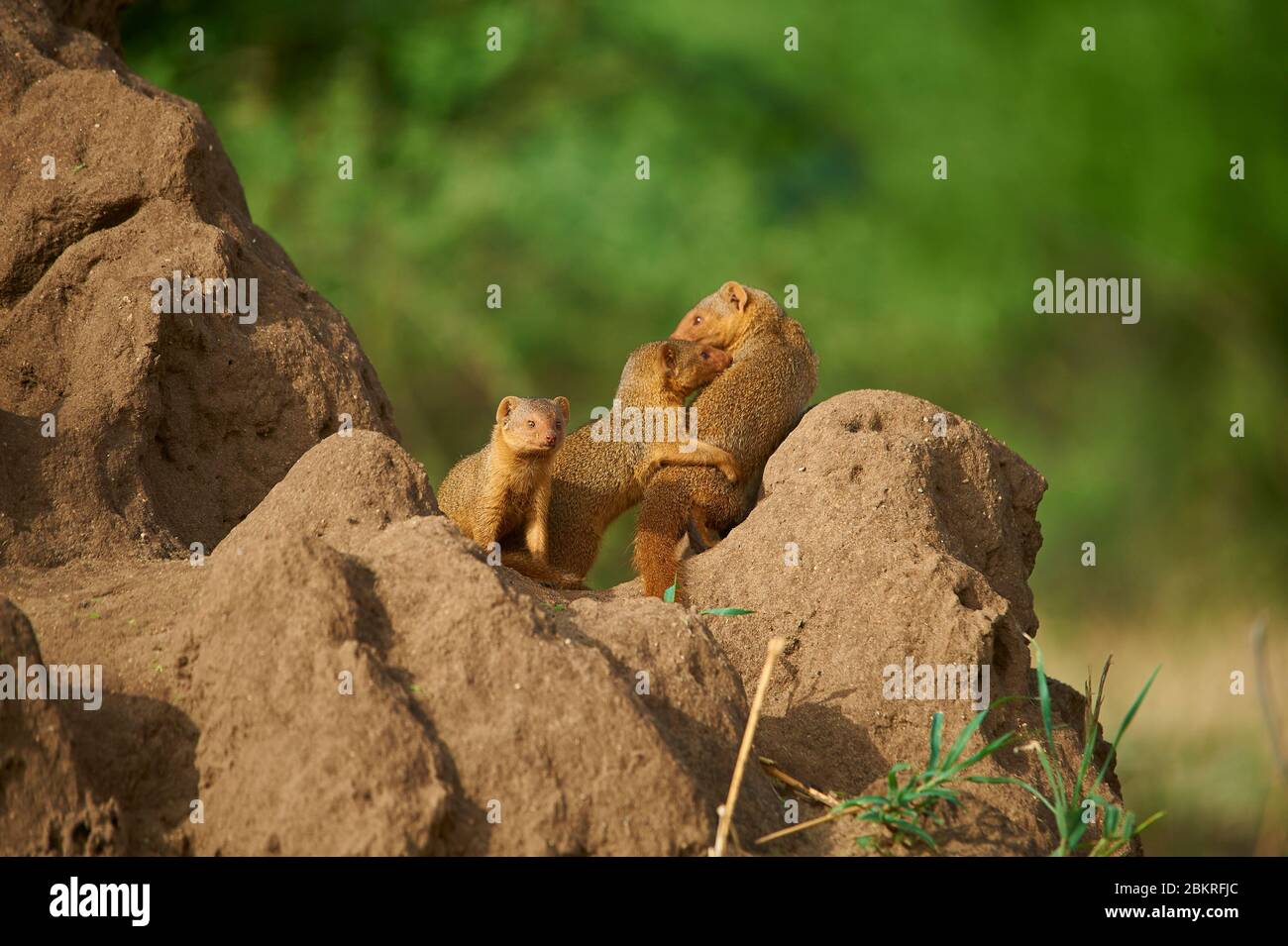Common Dwarf Mongoose conquering a termite mount Stock Photo - Alamy