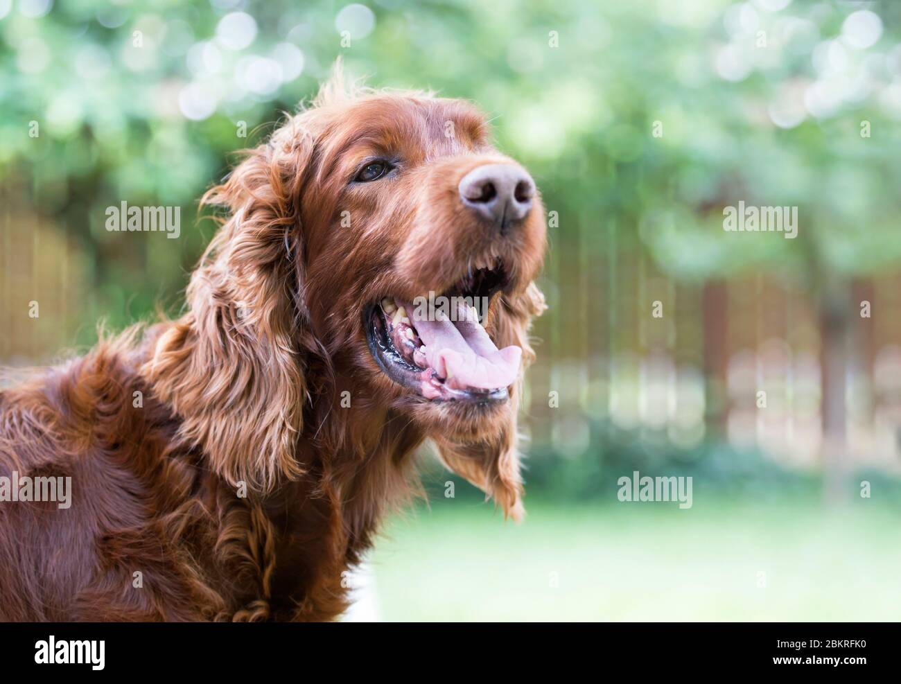 Cute Irish Setter dog panting in a hot summer Stock Photo - Alamy