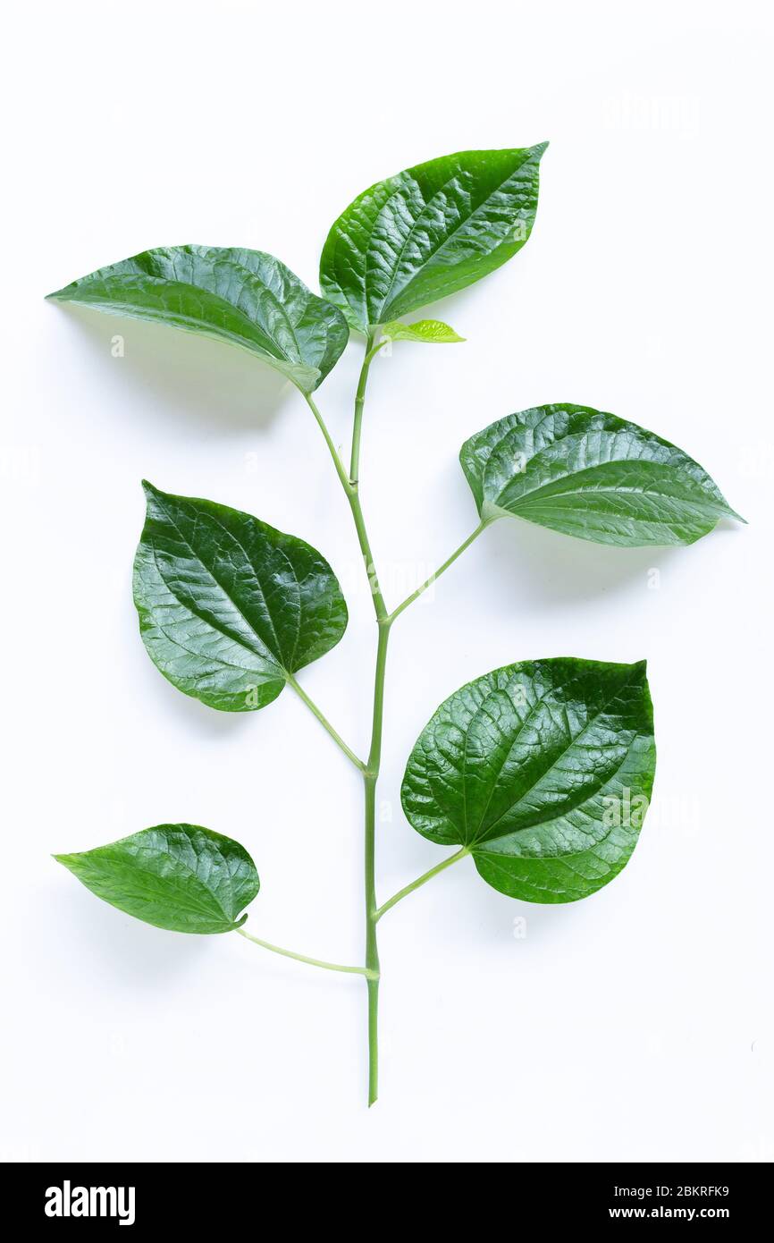 Fresh Wild Betel leaves isolated on white background Stock Photo - Alamy