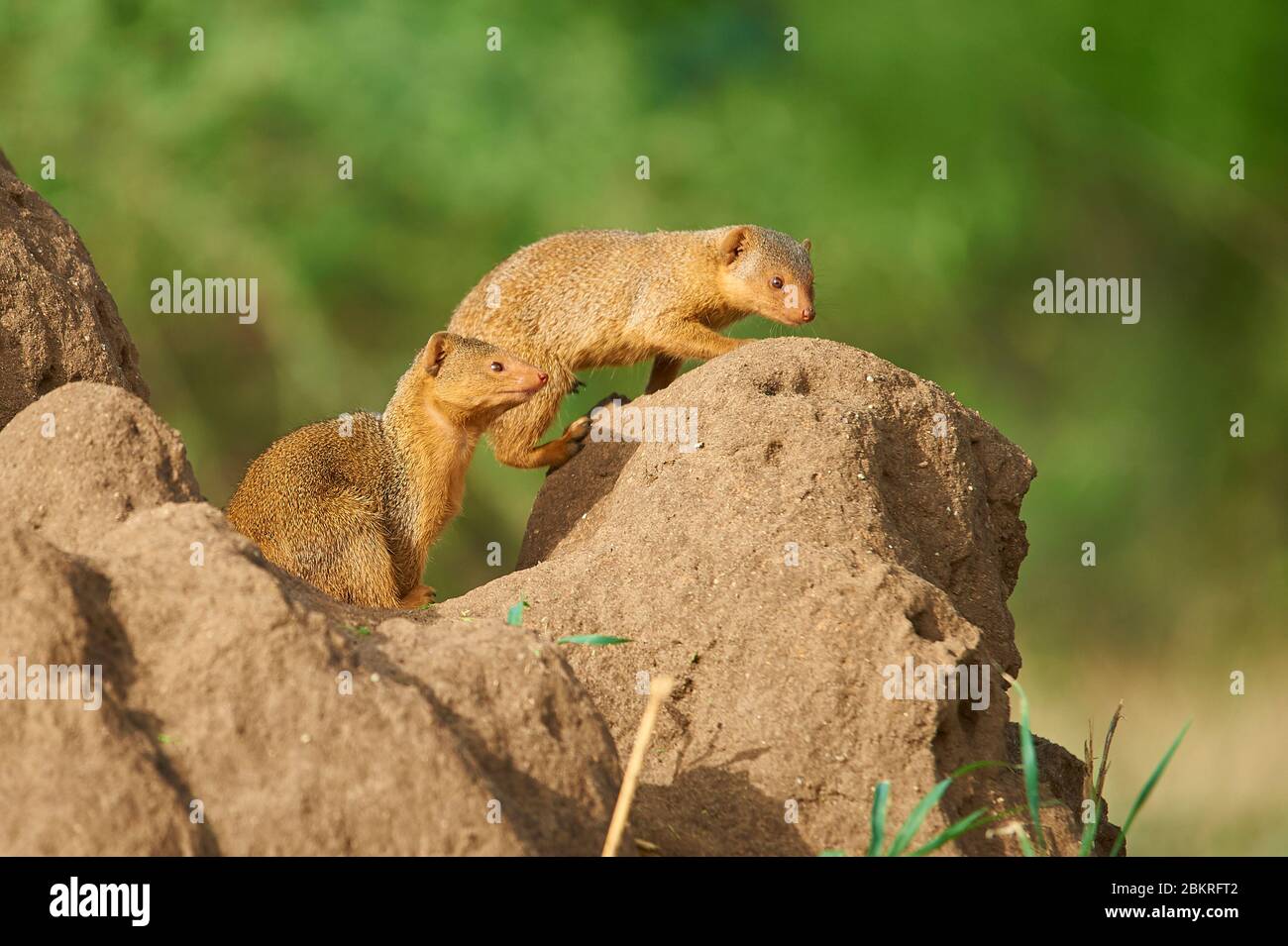 Common Dwarf Mongoose conquering a termite mount Stock Photo - Alamy