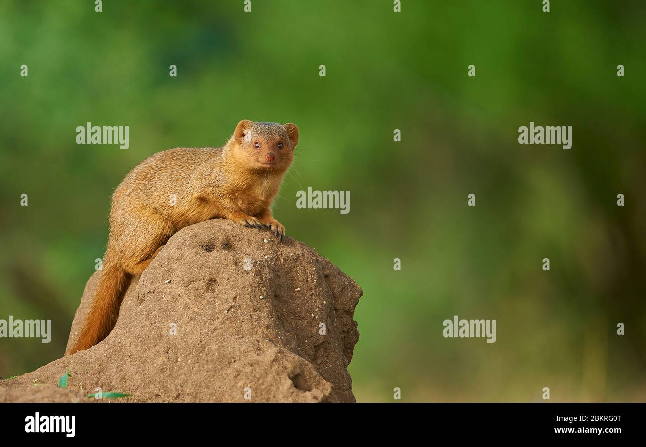 Common Dwarf Mongoose conquering a termite mount Stock Photo - Alamy
