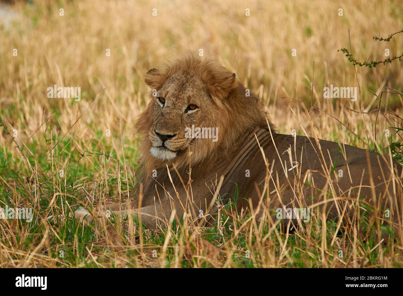 Lion watching the strolling cubs Stock Photo - Alamy