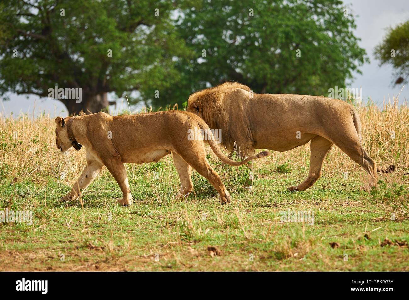 Lions tracking hi-res stock photography and images - Alamy