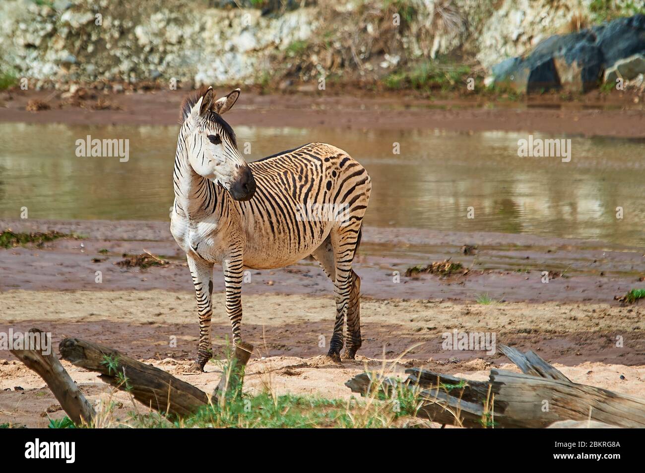 An unusual, light coloured zebra with delicate patterns Stock Photo - Alamy