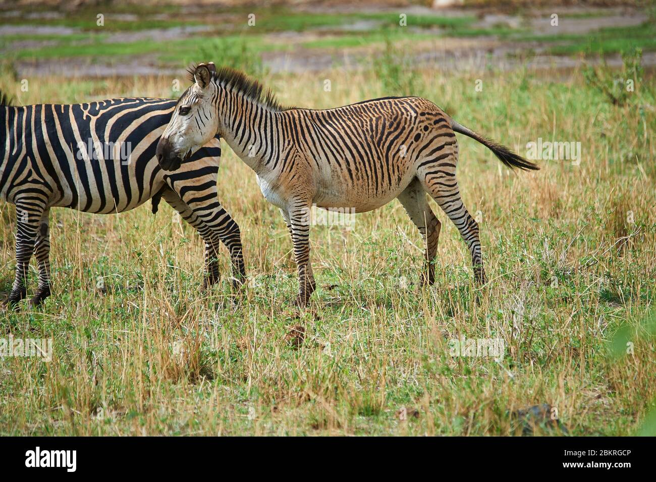 Unusual coloured hi-res stock photography and images - Alamy