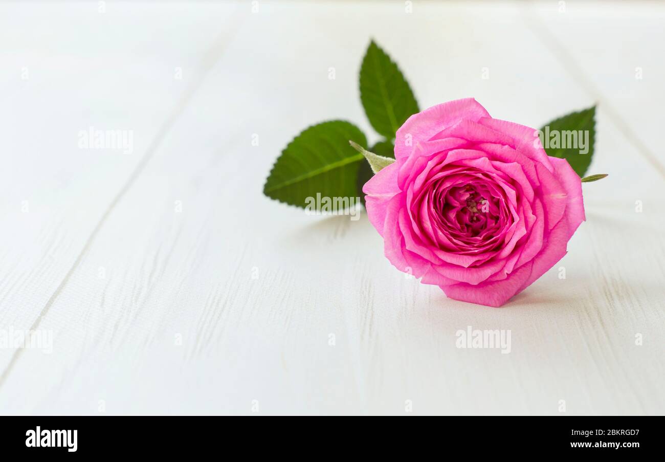 Soft purple rose flower background with copy space Stock Photo - Alamy