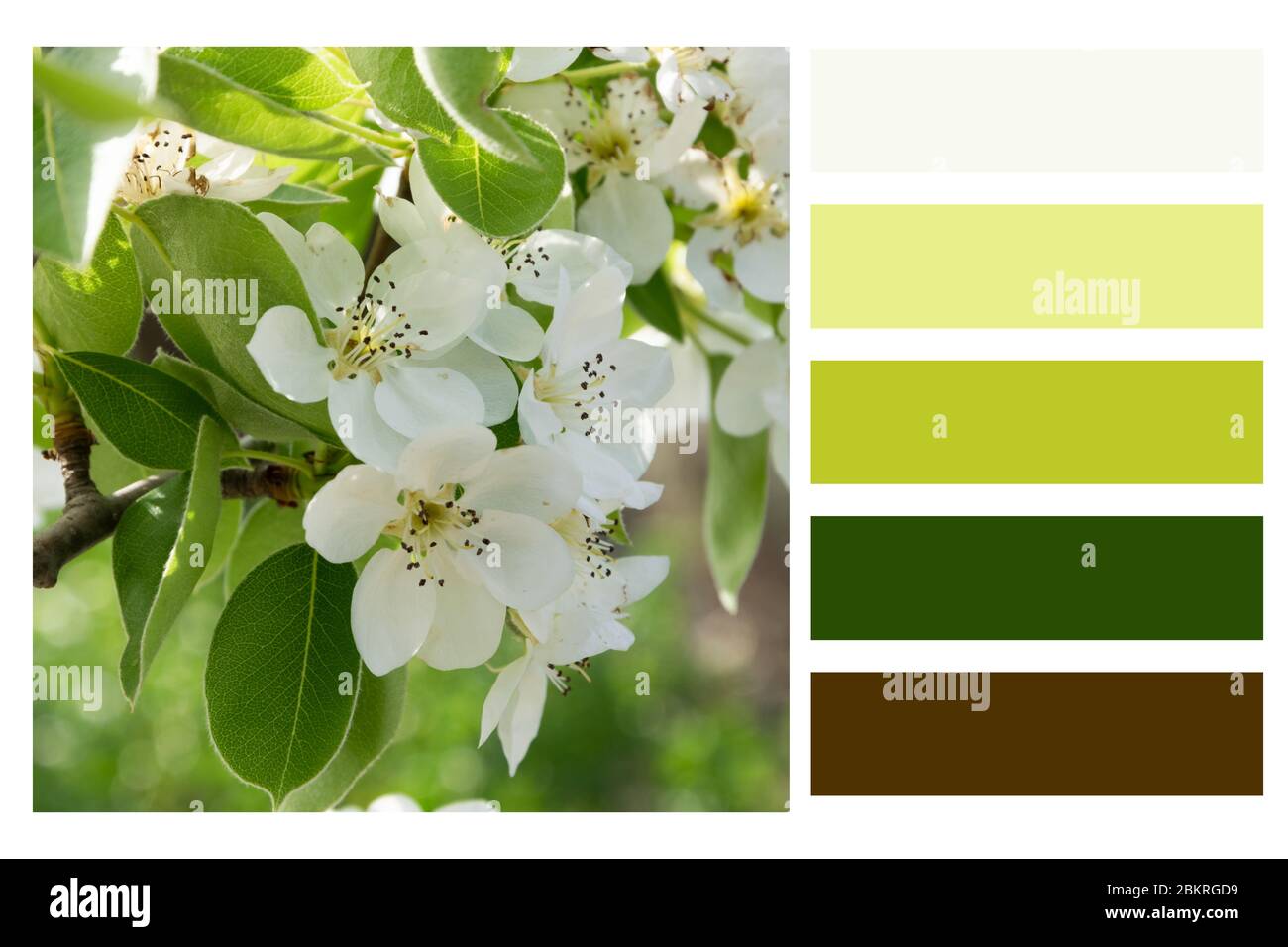 Close up of blossom pear tree with raindrops in a colour palette, with ...