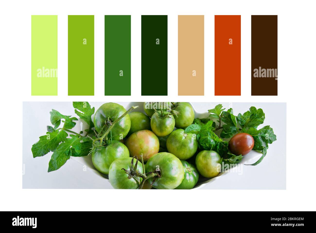 Raw tomatoes on white background in a colour palette, with ...