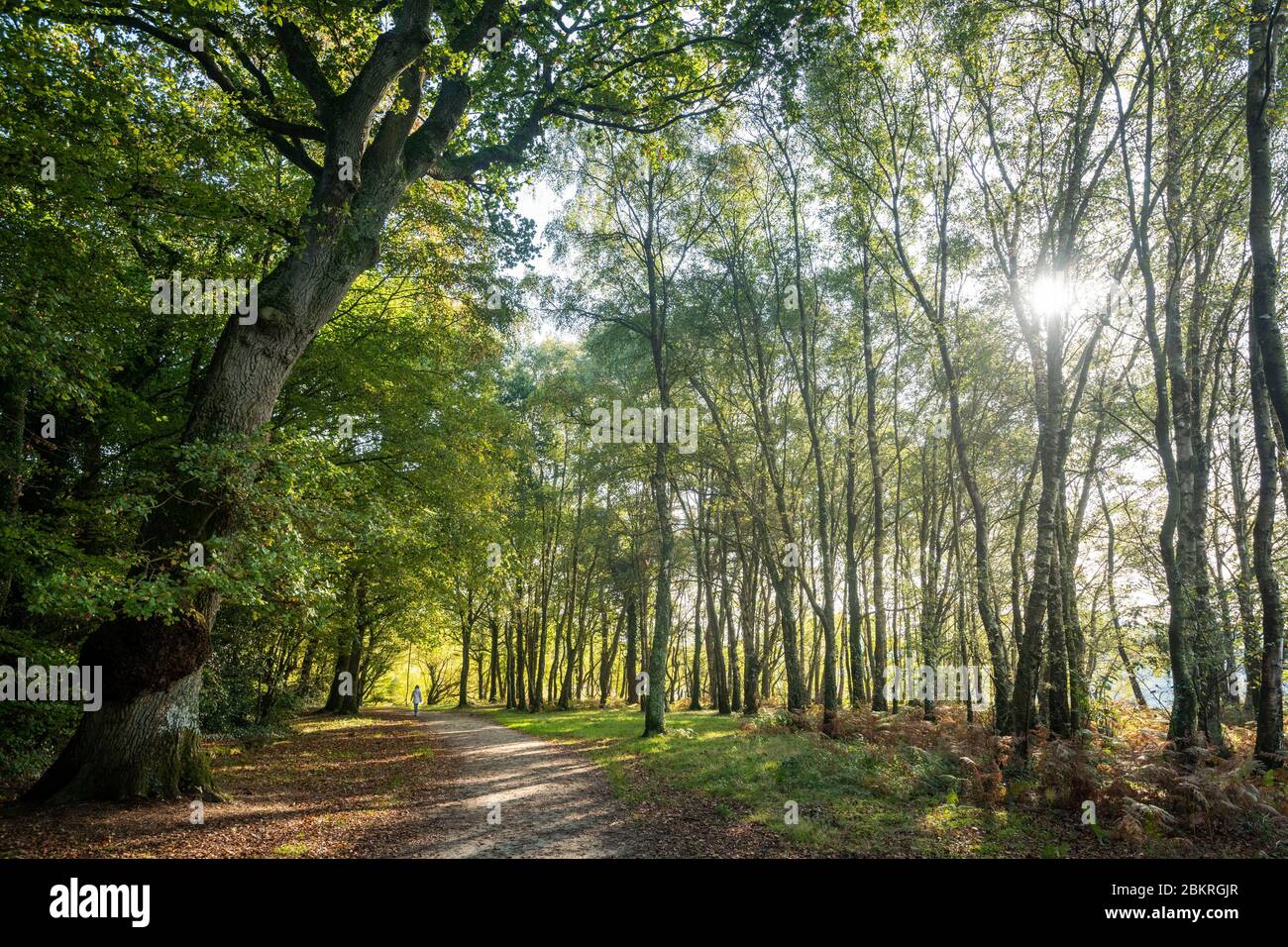 The Forest Of Paimpont High Resolution Stock Photography and Images - Alamy
