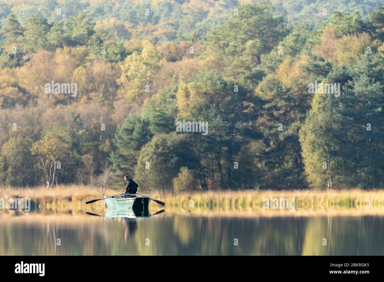 Broceliande forest hi-res stock photography and images - Alamy