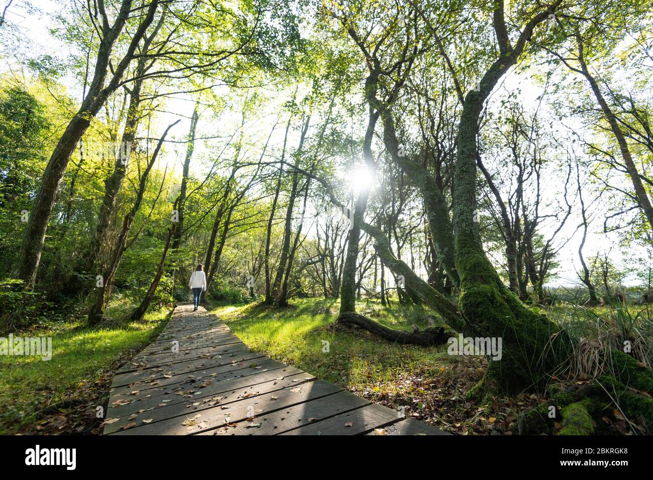Paimpont hi-res stock photography and images - Alamy